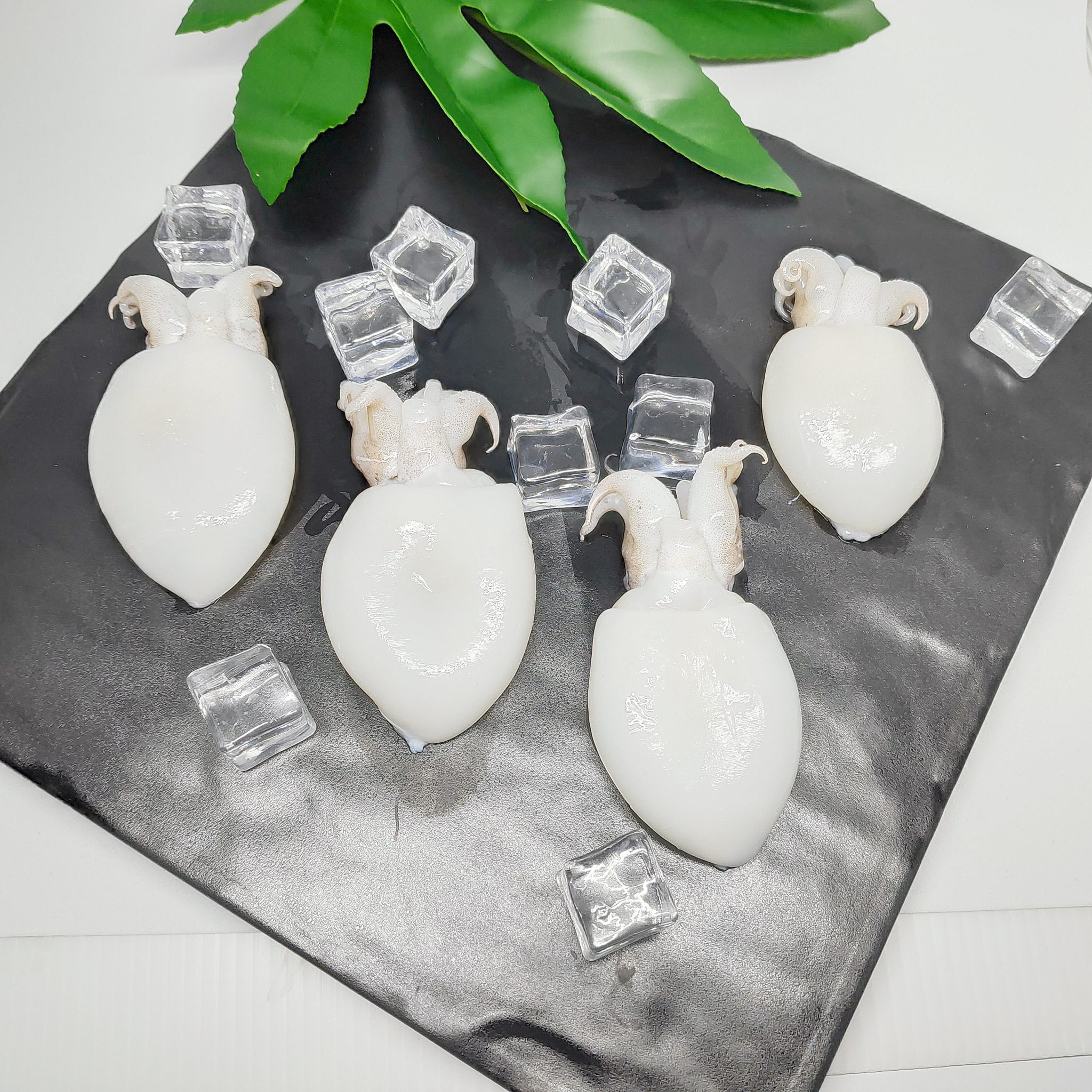 Cuttlefish Whole clean Small size - Ranong Frozen Foods Co.,LTD.