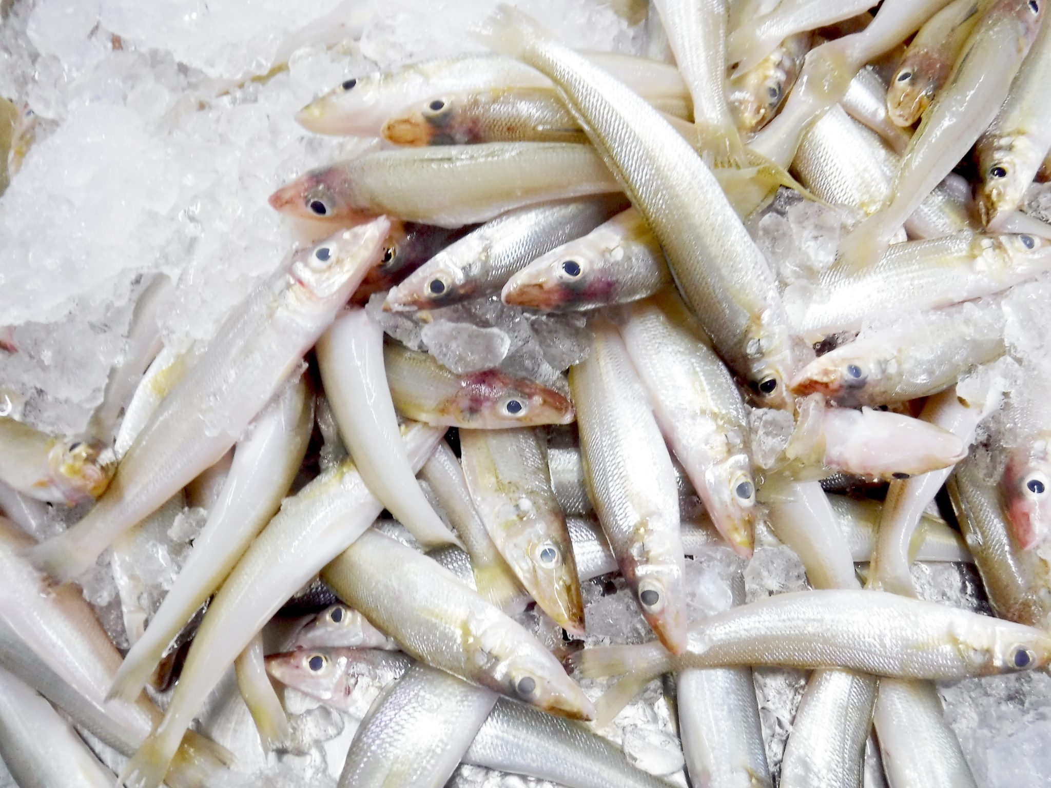 KISU HIRAKI - Ranong Frozen Foods Co.,LTD.