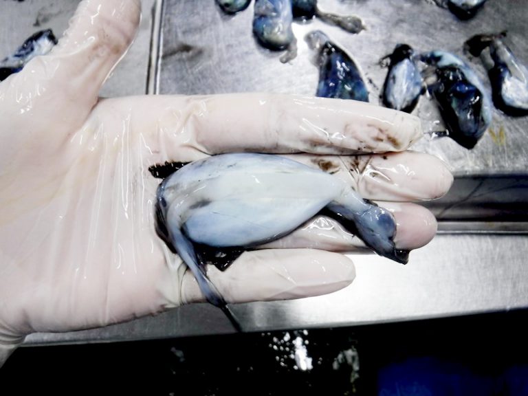 Cuttlefish Ink - Ranong Frozen Foods Co.,LTD.