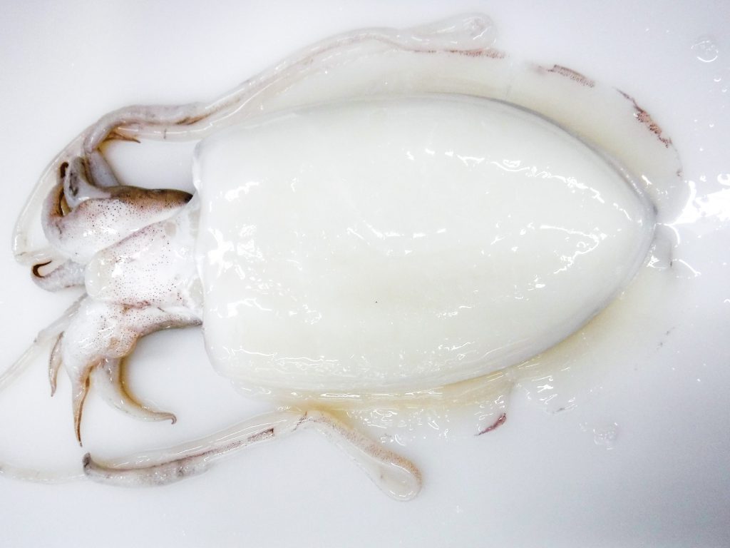 Cuttlefish Whole clean Big size - Ranong Frozen Foods Co.,LTD.