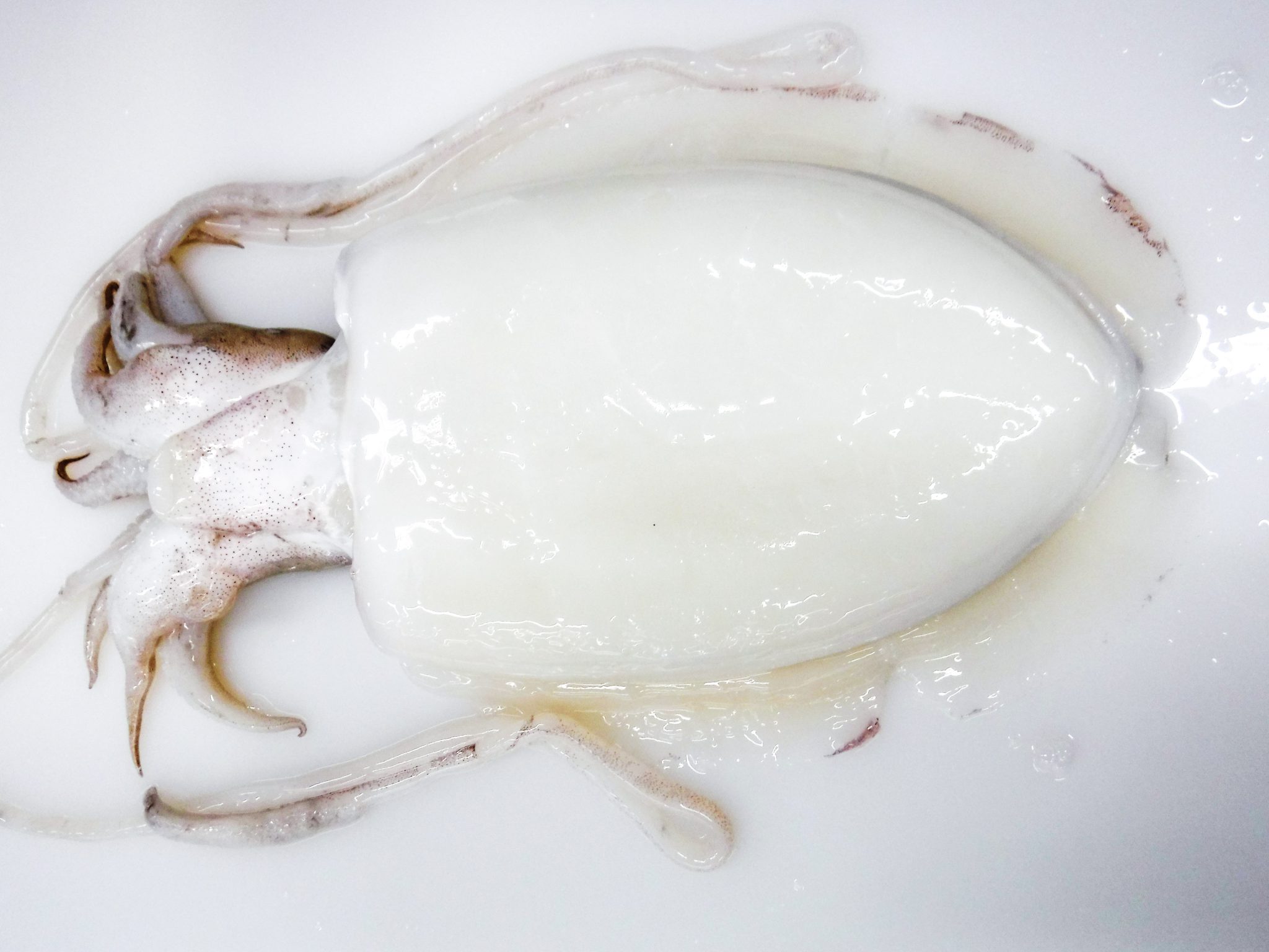 Cuttlefish Whole clean Big size - Ranong Frozen Foods Co.,LTD.