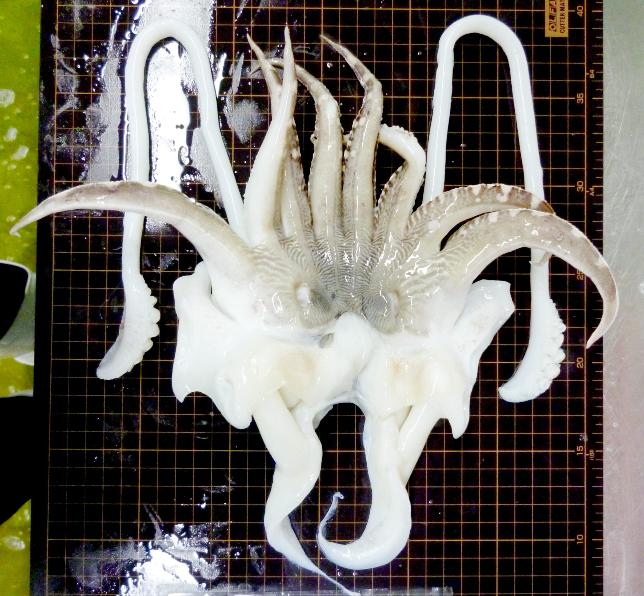 Cuttlefish Tentacle - Ranong Frozen Foods Co.,LTD.