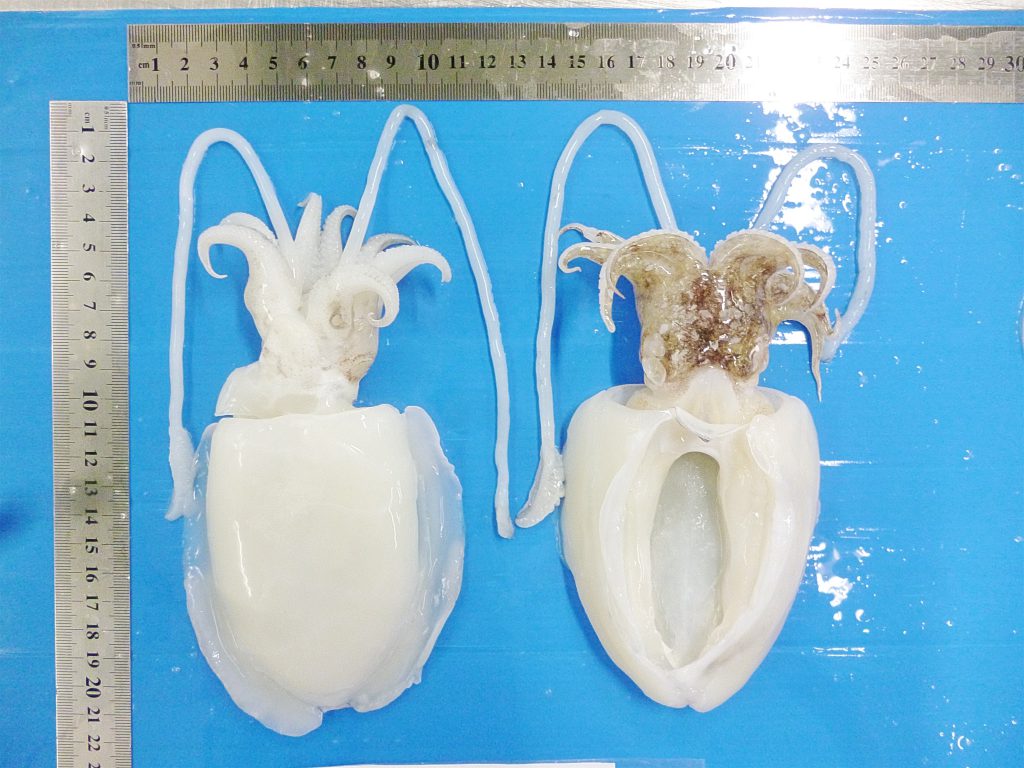Cuttlefish Whole clean Big size - Ranong Frozen Foods Co.,LTD.