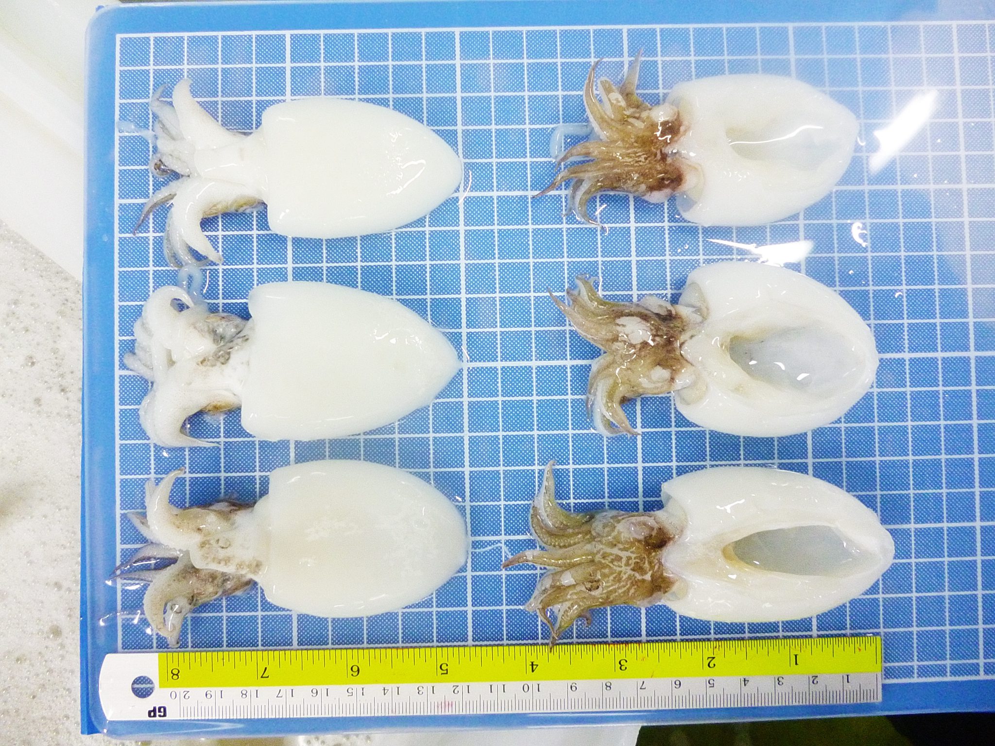 Cuttlefish Whole clean Small size - Ranong Frozen Foods Co.,LTD.